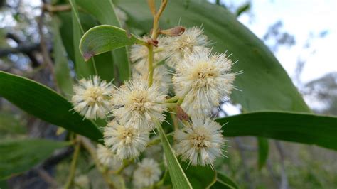 23 Species Of Acacia Trees And Shrubs