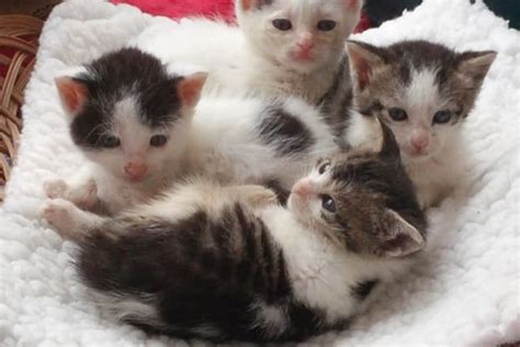 Kittens Make 500 Mile Journey In Plant Machinery