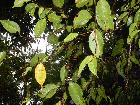Ficus Benjamina Moraceae