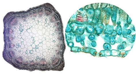 Department Of Botany