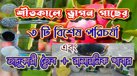 ড্রাগন গাছের শীতকালীন পরিচর্যা।গাছ দৌড়বে রকেট গতিতে।dragon Plant