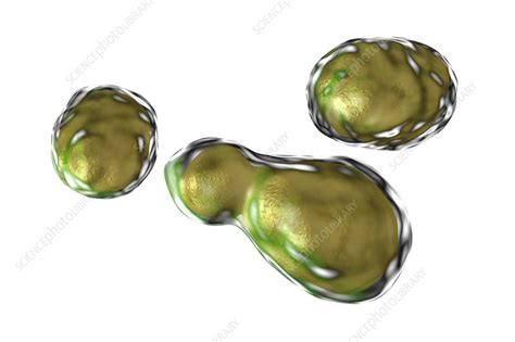 Cryptococcus Neoformans Fungus Illustration Stock Image F017 3828