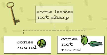 Dichotomous Identification Key Common Trees Of The Pacific Northwest