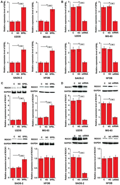 Epel Overexpression Upregulates The Expression Of Rock1 In Osteosarcoma