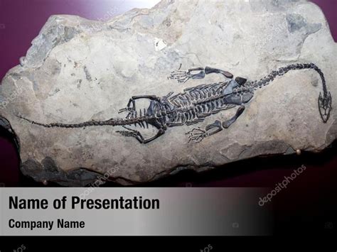 Fossil PowerPoint Template Fossil PowerPoint Background