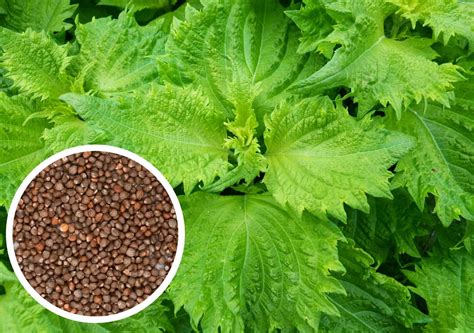 What Are Perilla Seeds Storables