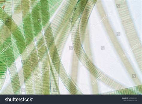 Filamentous Cyanobacteria Oscillatoria Under Microscopic View Stock Photo 1478949161 Shutterstock