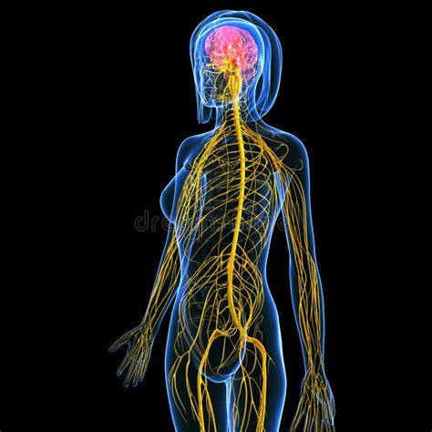 Anatomie Van Zijaanzicht De Vrouwelijke Hersenen Met Zenuwstelsel Stock