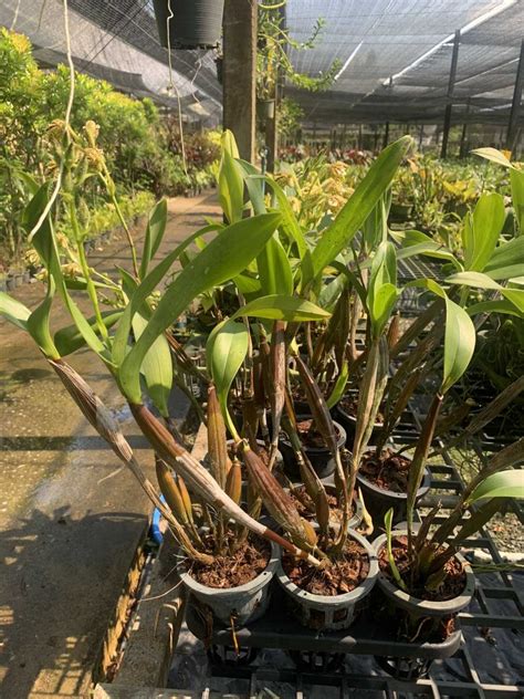 Rare Orchid Species Dendrobium Macrophyllum