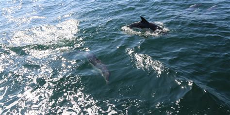 Insights Into Marine Mammal Bycatch And Conservation Efforts