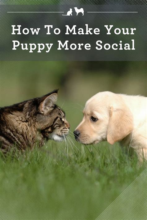 How To Socialize Your Puppy The Right Way In 2024 Cat Training Dog