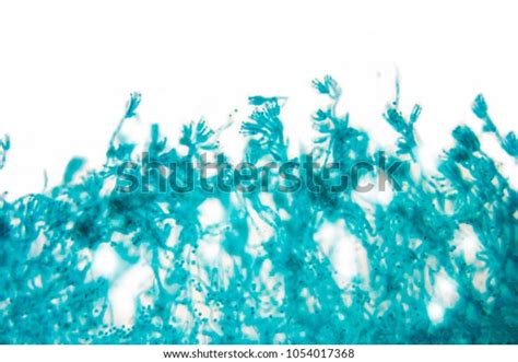 231 Resultados De Imágenes Fotos De Stock E Ilustraciones Libres De