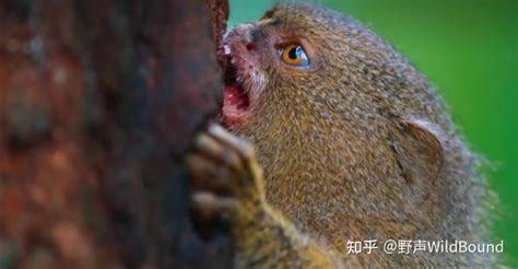 侏儒狨猴 手指大小的猴子如何有了“小小王国”？ 知乎