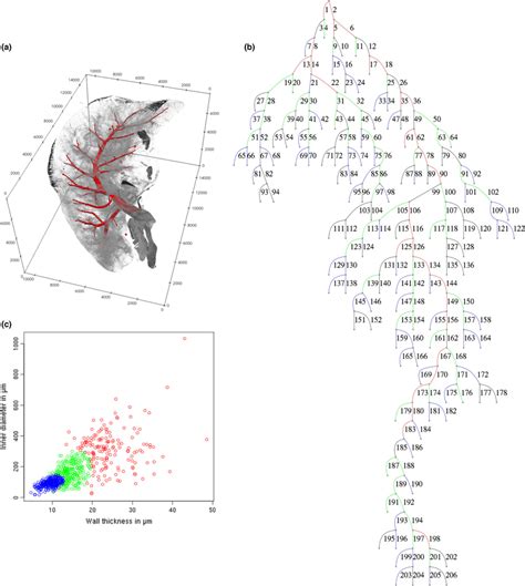 The Workflow Starts At The Segmentation Of The Vessel Tree From The μct Download Scientific