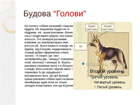 Клас Ссавці звірі презентація з біології
