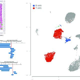 Spatial Transcriptomics And Single Cell Based Analysis Of Human