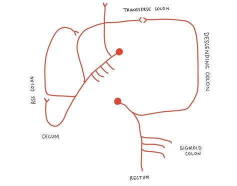Supinf Mesenteric Quiz