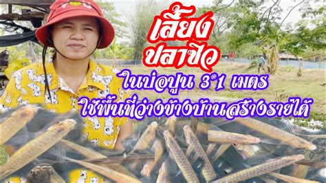 เลี้ยงปลาซิวในบ่อปูน3 1 เมตรใช้พื้นที่ว่างข้างบ้านสร้างรายได้ Youtube