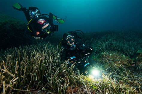 Seagrass Supports Worlds Biggest Fisheries According To New Study