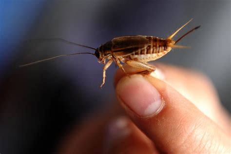 You Can Tell Exactly How Hot It Is Outside By Listening To Crickets