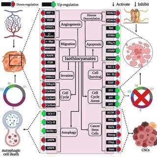 Representative Figure Highlighting The Schematic Illustration Of The