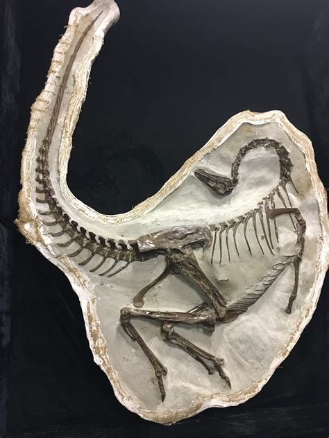 Dinosaur Fossil Friday General Fossil Discussion The Fossil Forum