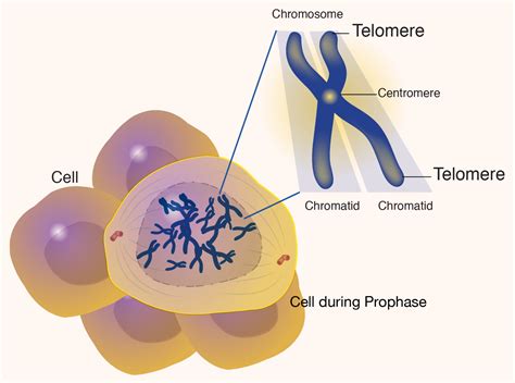 Researchers Produce First ‘telomere To Telomere Sequence Of Human