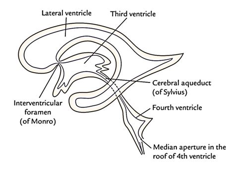 4th Ventricle Of Brain