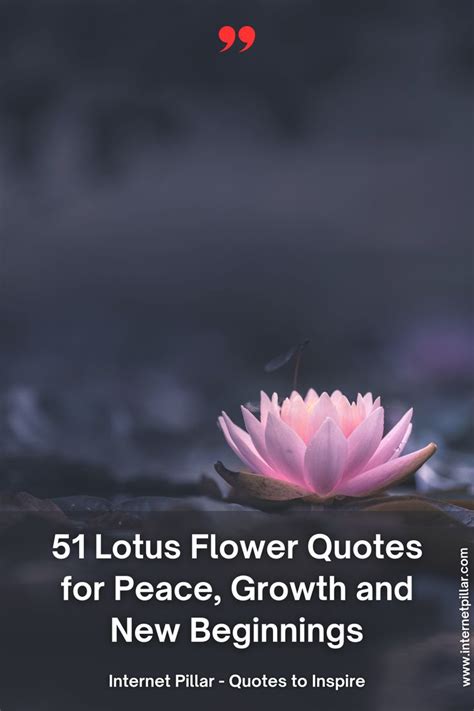 51 Lotus Flower Quotes For Peace Growth And New Beginnings Lotus