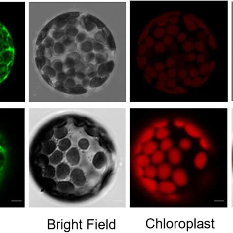 Subcellular Localization Of Osrcs3 In Cytoplasm Download Scientific