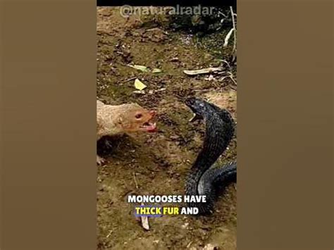 How does " this tiny mongoose kill snake #wildlife #animal - YouTube