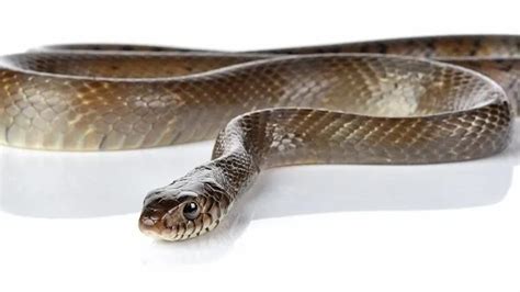 Maharashtra Dead Snake Found In Mid Day Meal Packet In Sangli