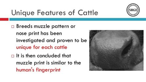 Precision Livestock Farming Cattle Identification Based On Biometric
