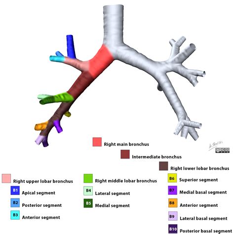 Radiopaedia Drawing Right Bronchial Tree From Anterior English Labels Anatomytool