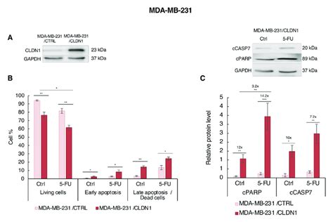 Cldn1 Expression Sensitizes Mda Mb 231 Cells To 5 Fu Mda Mb 231 Cells