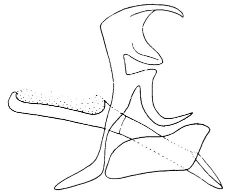 璐灰蝶属 蝴蝶 图片