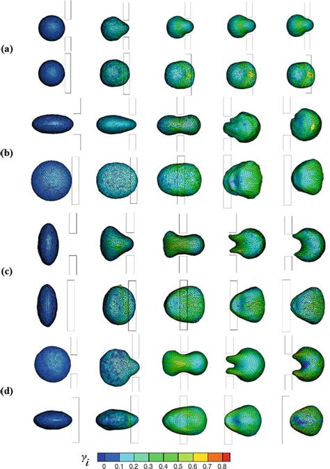 Snapshots Of The Cell Deformation For Different Relaxed Shapes Through