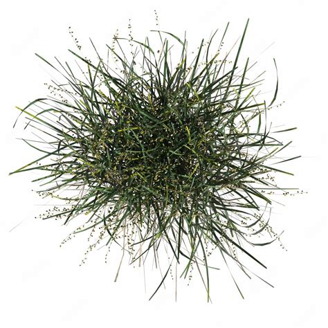 Premium Photo Wild Field Grass Top View Isolated On White