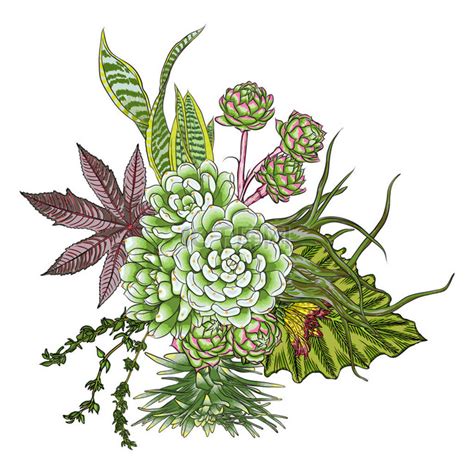 绿色多彩的多汁 Echeveria 设计花束。仿水彩天然仙人掌花束在现代时尚风格。所有元素都是从真正的植物和绝对独特的手工绘制。向量素材图片