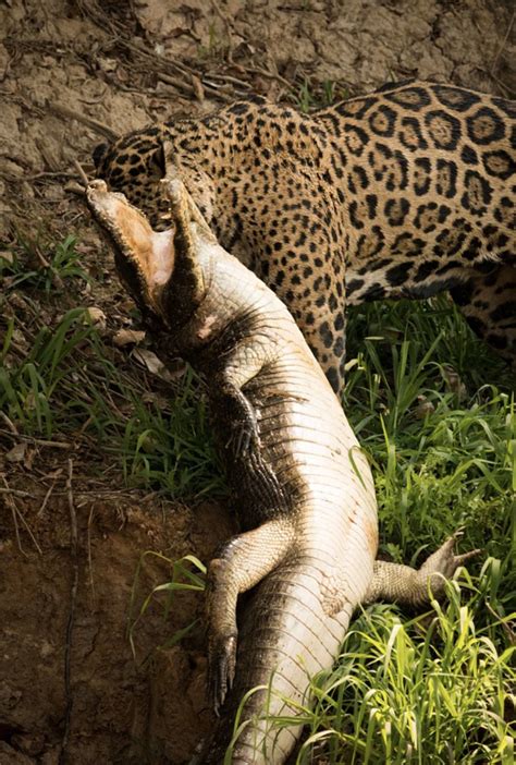 10 самых опасных животных Латинской Америки