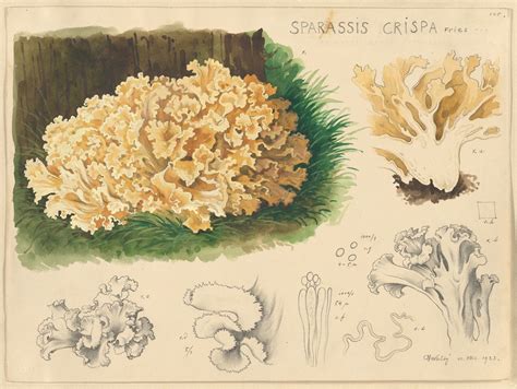 Sparassis Crispa Fries Artvee