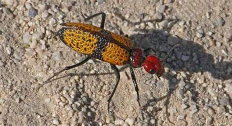The Caustic And Poisonous Blister Beetle Critter Science