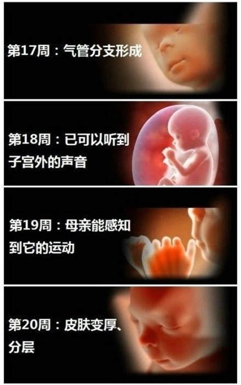 收藏丨懷孕1 40周胎兒發育最全圖解 每日頭條