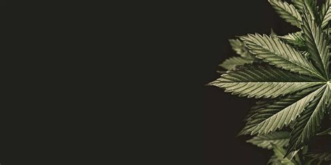 Hanf im Glück CBD Shop Premium Produkte online lokal