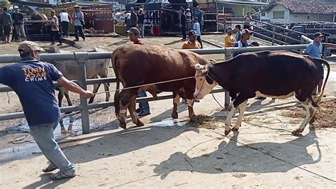 SAPI SAPI JUMBO TURUN TRUK OLENG YouTube