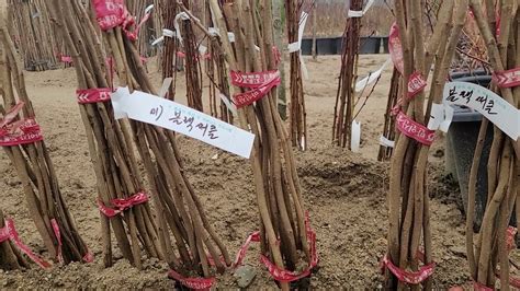 헤이즐넛 신품종 묘목 개암나무묘목 굵은 열매 대과종 1주8000원 5주이상 전국택배가능합니다 010 3121 7676