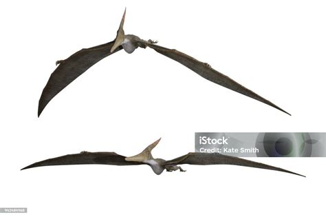 Pteranadon 공룡 흰색 3d 절연 렌더링 공룡에 대한 스톡 사진 및 기타 이미지 공룡 날기 프테라노돈 Istock