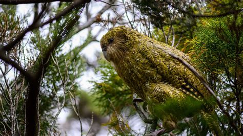 7 Aves En Peligro De Extinción