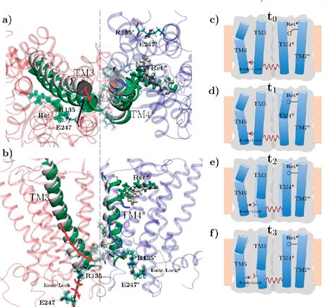 Figure 1 From Role Of Aggregation In Rhodopsin Signal Transduction Semantic Scholar