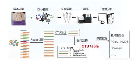 OTU与扩增子实验分析 CSDN博客